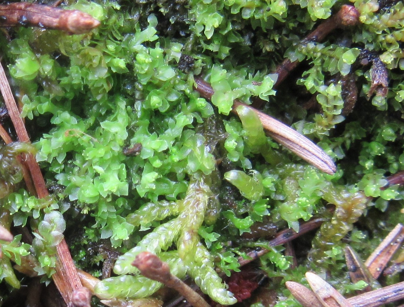 Lophozia ventricosa