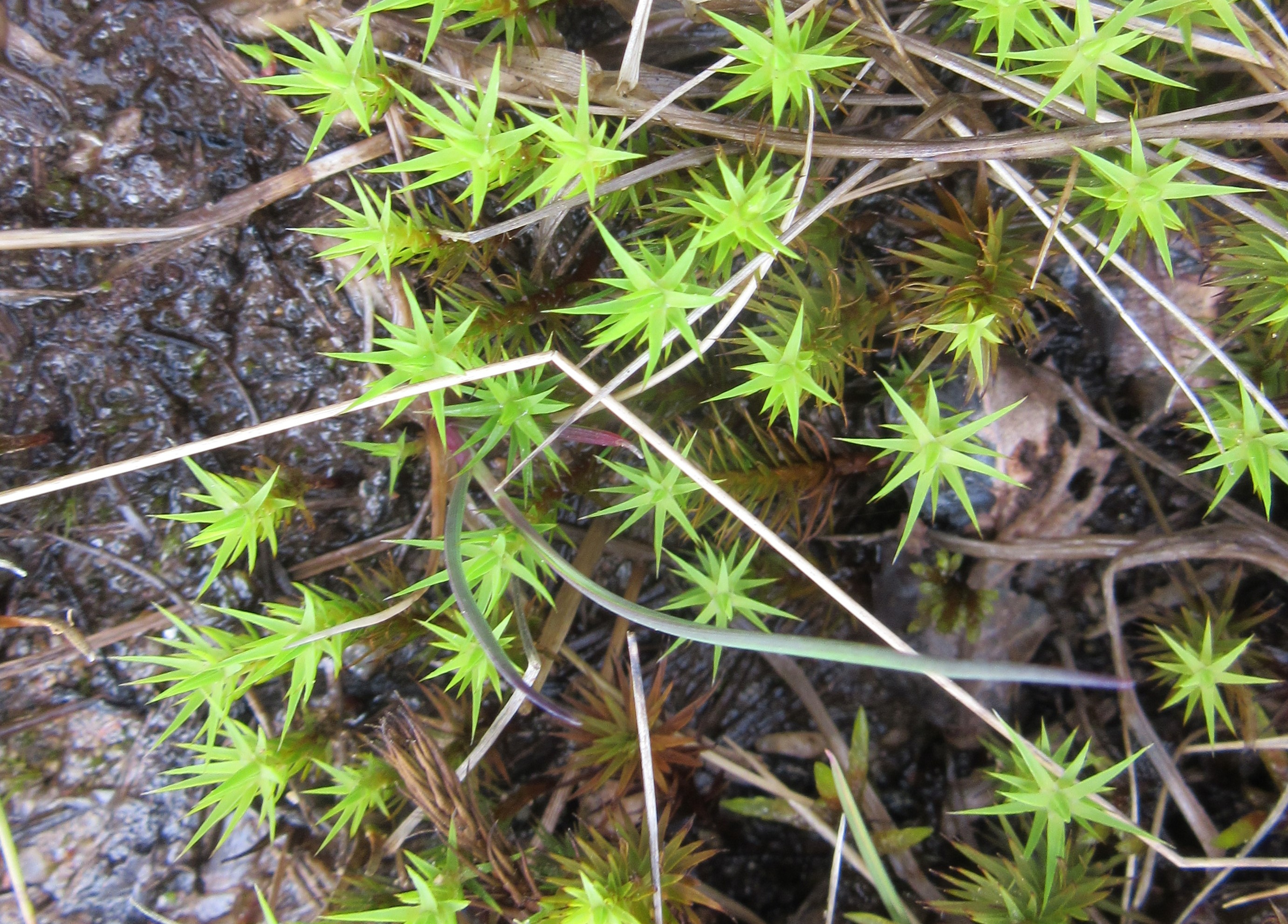 Polytrichum strictum