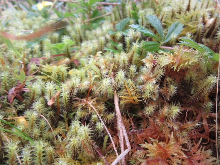 Breutelia chrysocoma