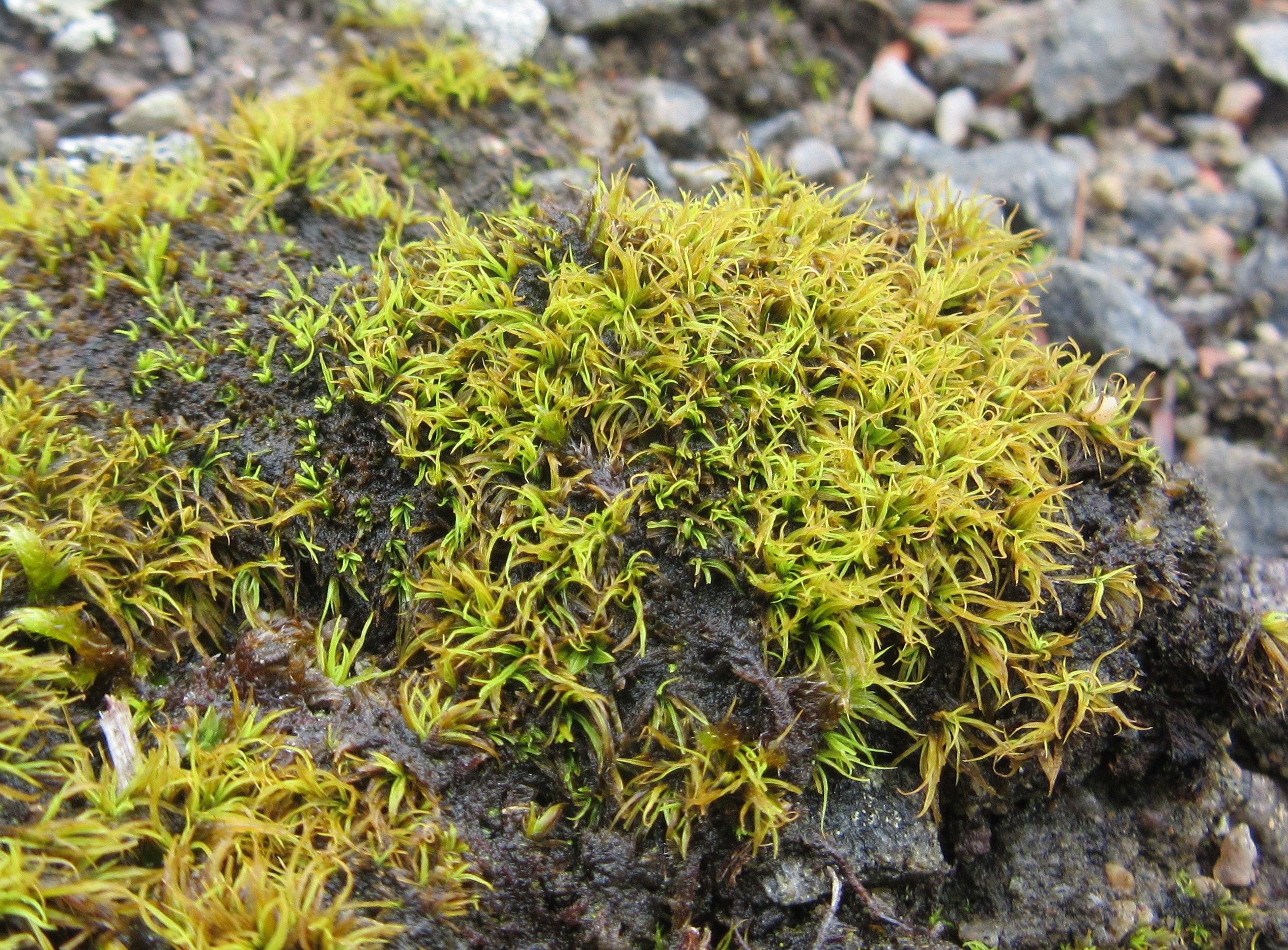 Tortella tortuosa