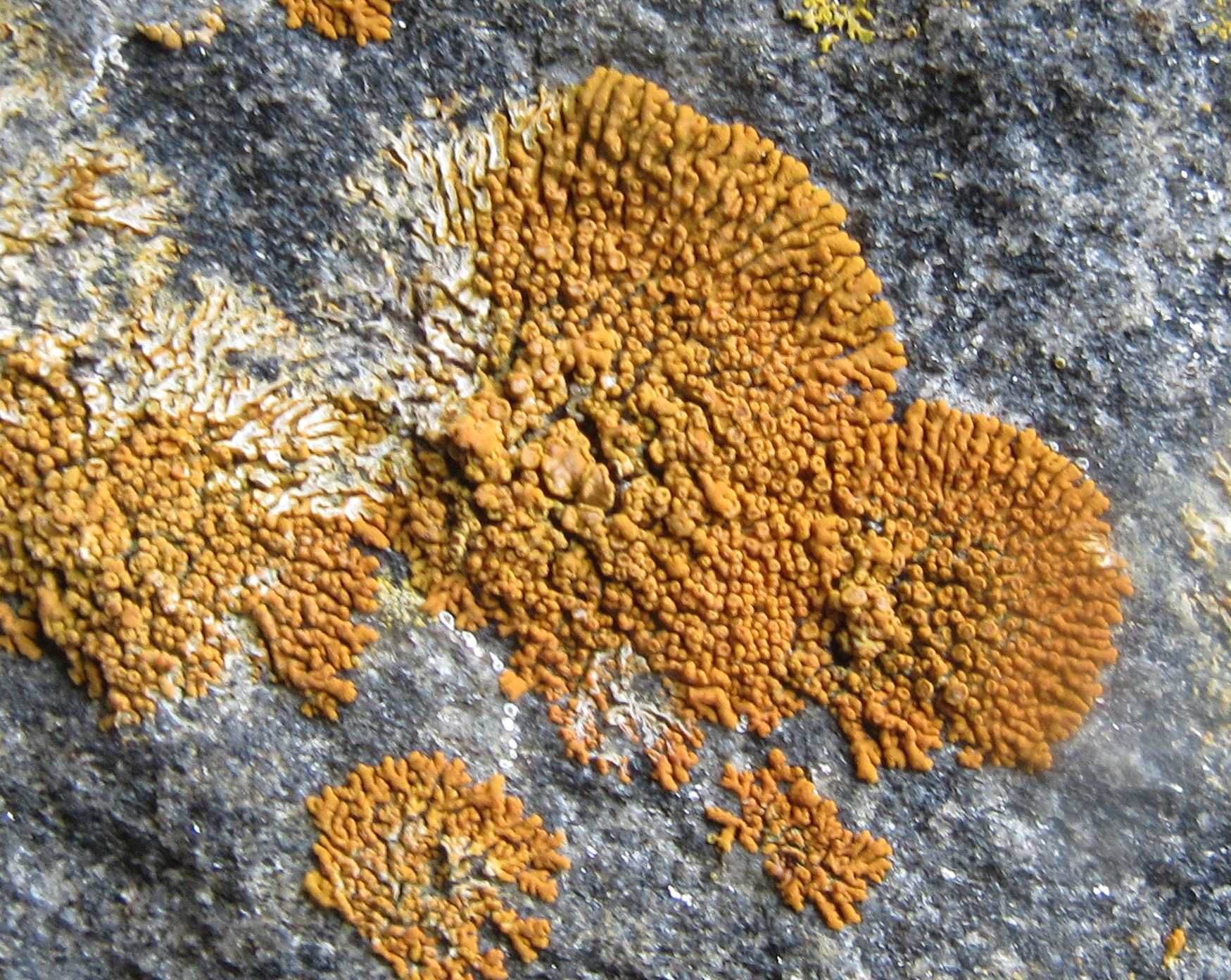 Caloplaca flavescens