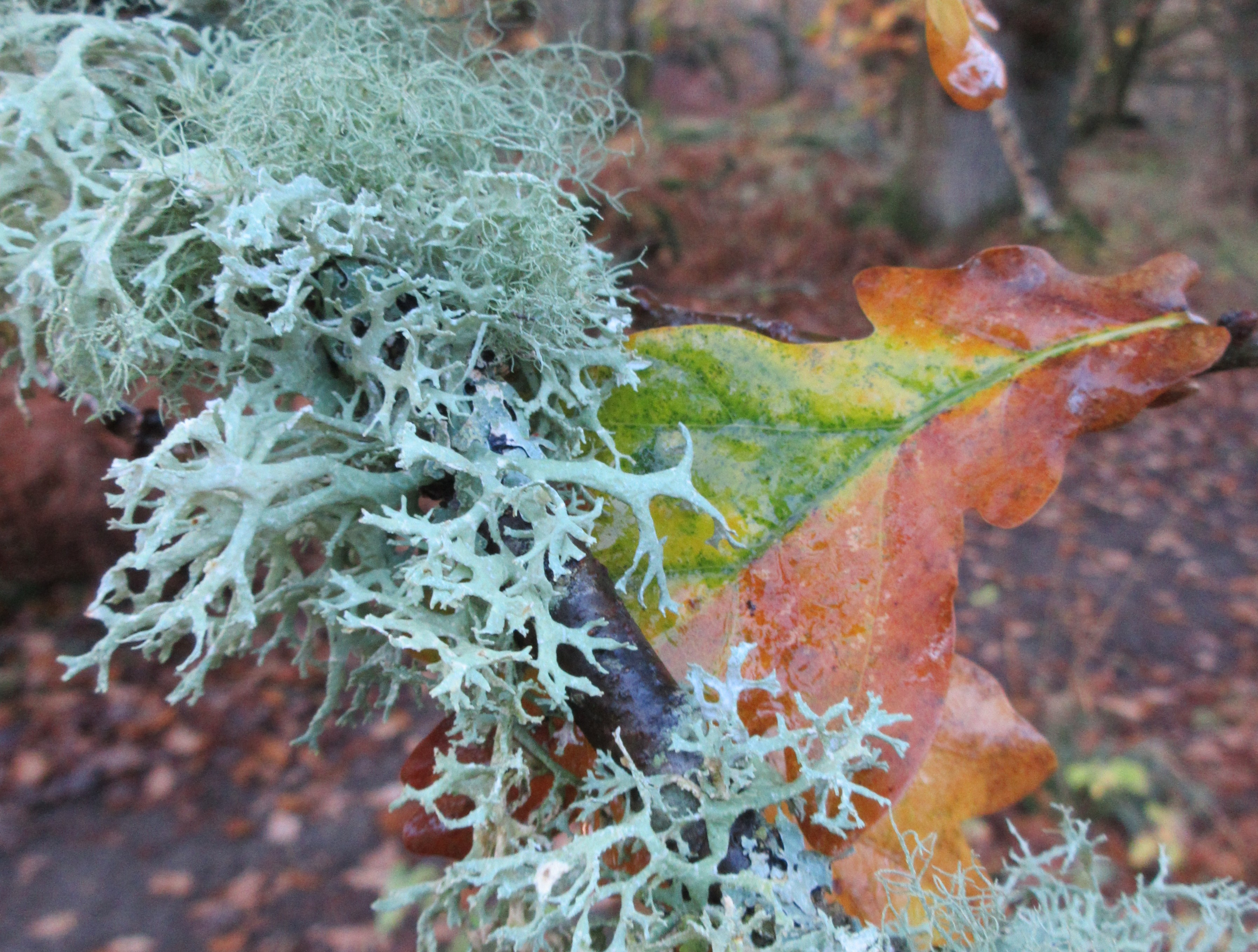 Lichens on Trees